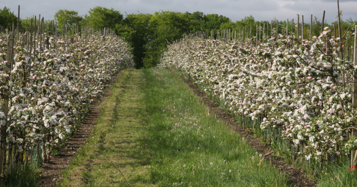Planlægning af plantage | ØKO-Portalen