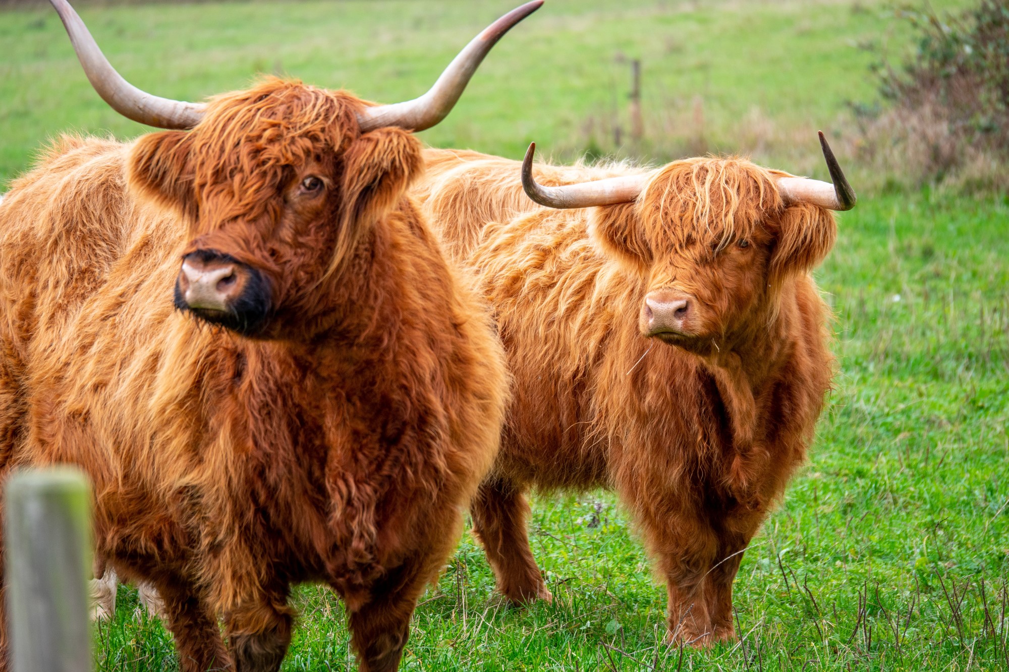 Introduktion til husdyr | ØKO-Portalen